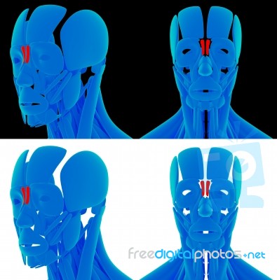 3d Render Illustration Of The Procerus Stock Image - Royalty Free Image ...