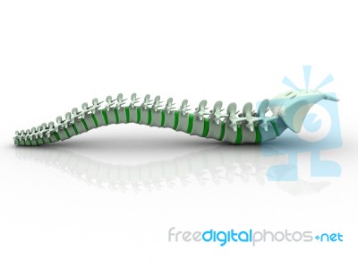 3d Rendered Human Spine Stock Image - Royalty Free Image ID 10083065