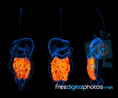 3d Rendering Human Digestive System Small Intestine Red Colored Stock ...