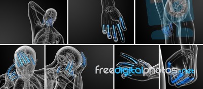 3d Rendering Illustration Of The Human Phalanges Hand Stock Image ...