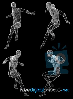 3d Rendering Medical Illustration Of The Human Anatomy Stock Image ...