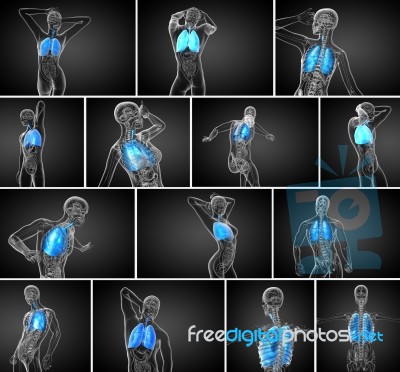 3d Rendering Medical Illustration Of The Human Respiratory Syste… Stock ...
