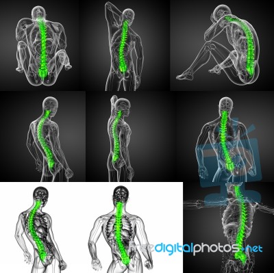 3d Rendering Medical Illustration Of The Human Spine Stock Image ...