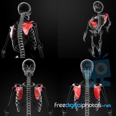3d Rendering Medical Illustration Of The Scapula Stock Image - Royalty ...