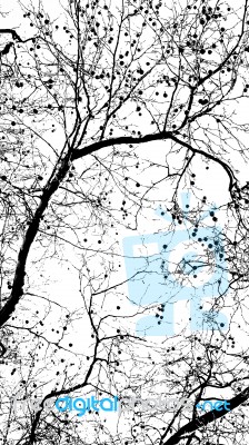 Abstract Tree, Canopy Background Stock Photo - Royalty Free Image ID ...