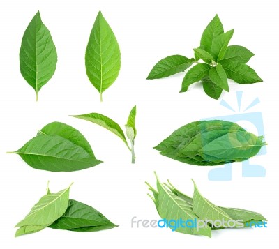Adhatoda Vasica Or Medicinal Basak Leaf Isolated On White Stock Photo ...