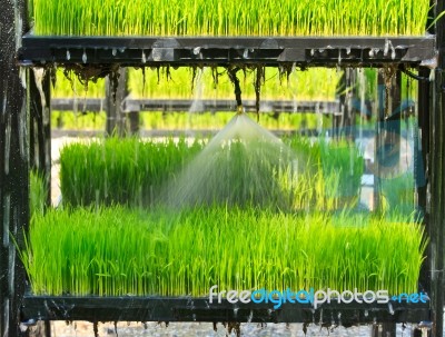 Aeroponics Rice Plantation Technic Stock Photo - Royalty Free Image ID ...