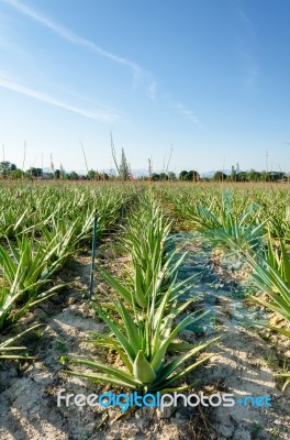 Aloe Vera Plantation Stock Photo - Royalty Free Image ID 100401473
