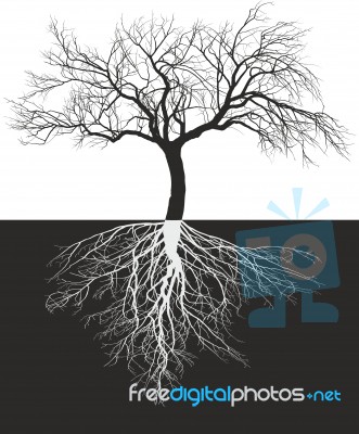 Apple Tree Without Leaves With Roots Stock Image - Royalty Free Image ...