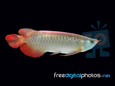 Asian Arowana Fish Stock Photo - Royalty Free Image ID 10060753