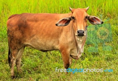 Asian Cow In Field Stock Photo - Royalty Free Image ID 10057853