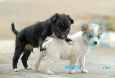 Baby Dog Stock Photo - Royalty Free Image ID 10032354