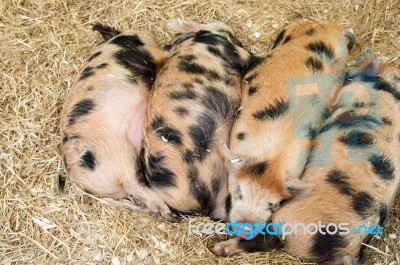 Baby Pigs Stock Photo - Royalty Free Image ID 100157769