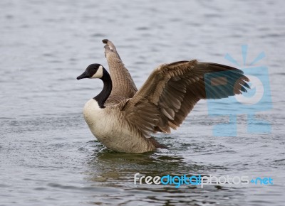Beautiful Background With A Canada Goose With The Strong Wings Stock ...