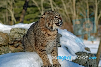 Bobcat Snarling Stock Photo - Royalty Free Image ID 100593509