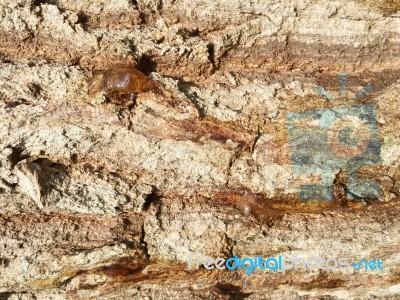 Body Tree Texture Stock Photo - Royalty Free Image ID 100441779