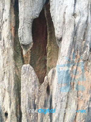 Body Tree Texture Stock Photo - Royalty Free Image ID 100441792