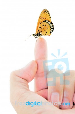 Butterfly Perching On Finger Stock Photo - Royalty Free Image ID 10064083