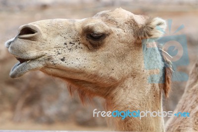 Camel Smiling Stock Photo - Royalty Free Image ID 100129863