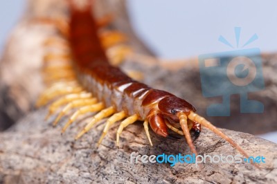 Centipede Climb On The Branches Stock Photo - Royalty Free Image ID ...