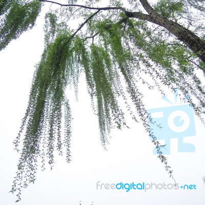 Chinese Willow Tree Stock Photo - Royalty Free Image ID 100441620