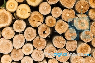 Circular Timber Stock Photo - Royalty Free Image ID 10025962