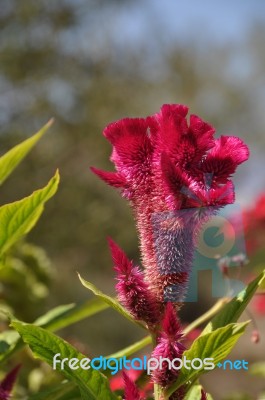 Cockscomb Flower Stock Photo - Royalty Free Image ID 100154894