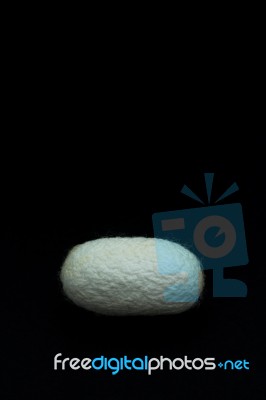 Cocoon Stock Photo - Royalty Free Image ID 10074294