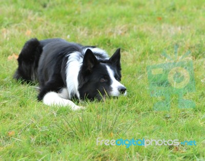 Collie Dog Stalking Stock Photo - Royalty Free Image ID 100587203