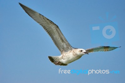Common Gull In Flight Stock Photo - Royalty Free Image ID 100456873