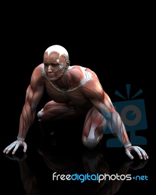 crouching down anatomy Stock Image - Royalty Free Image ID 10084718