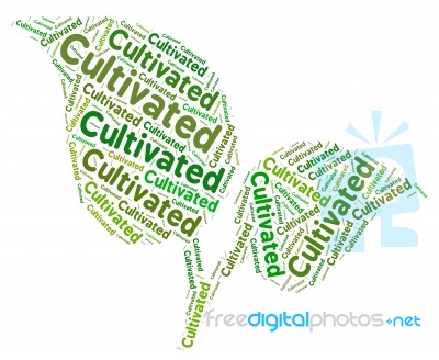 Cultivated Word Represents Sowing Growing And Grows Stock Image ...