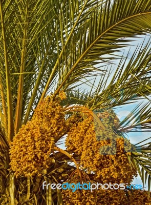 Dates On Tree Stock Photo - Royalty Free Image ID 100108007