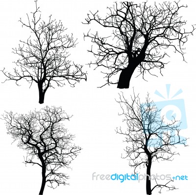 Dead Tree Without Leaves Isolated Stock Image - Royalty Free Image ID ...