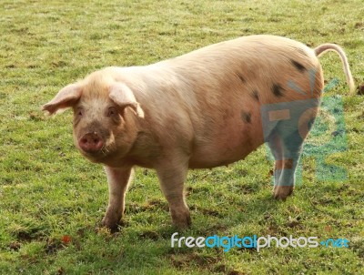 Dirty Pig Stock Photo - Royalty Free Image ID 10075581