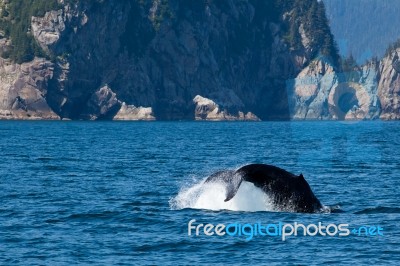 Diving Whale Tail Stock Photo - Royalty Free Image ID 10049917