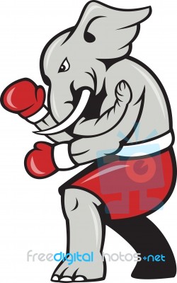 Elephant Boxer Boxing Stance Stock Image - Royalty Free Image ID 100216798