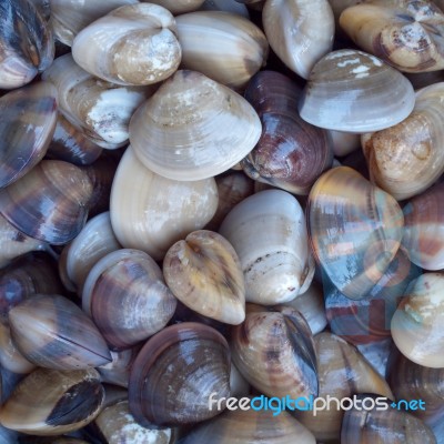 Enamel Venus Shell Stock Photo - Royalty Free Image ID 10059663