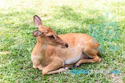 Female Antelope On Ground Stock Photo - Royalty Free Image ID 100198018