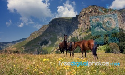 Feral Horses Stock Photo - Royalty Free Image ID 1009360