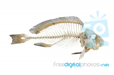 Fish Bone Stock Photo - Royalty Free Image ID 10064709
