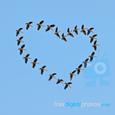 Flock Flying Ducks In The Blue Sky Stock Photo - Royalty Free Image ID ...