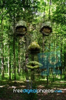 Forests In Danger Stock Photo - Royalty Free Image ID 10022069