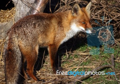 Fox Stock Photo - Royalty Free Image ID 100296