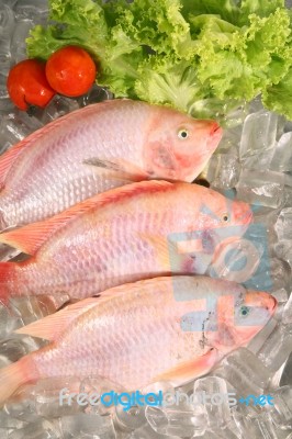 Fresh Red Fish Stock Photo - Royalty Free Image ID 10057716