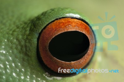 Frog Eye Stock Photo - Royalty Free Image ID 10045103