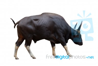 Full Body Side View Of Wild Male Gaur With Sharpen Horn Isolated White ...