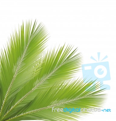 Green Coconut Leaves Frame Isolated On White Background Stock Photo ...