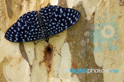 Hamadryas Laodamia Stock Photo - Royalty Free Image ID 10039030