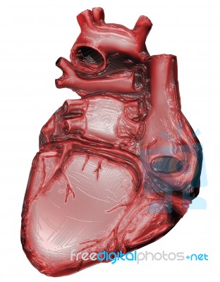 Heart Organ Stock Image - Royalty Free Image ID 100216856